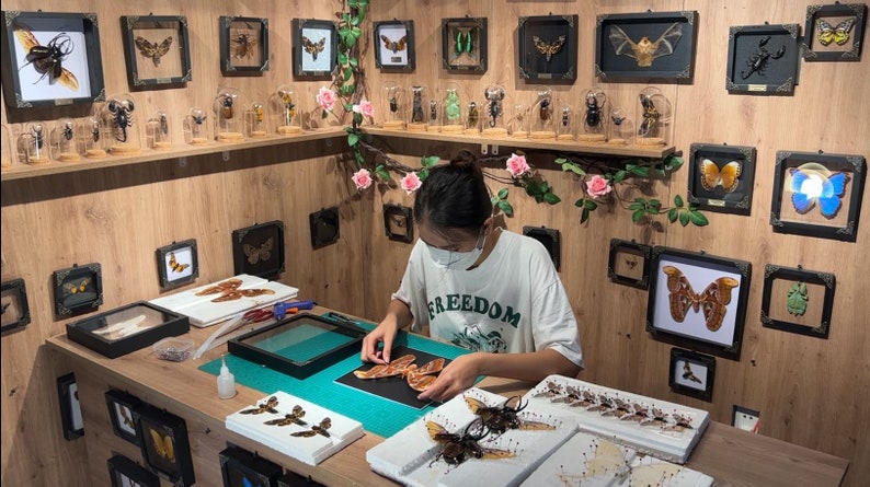 Real Framed Lucanus Beetles Handmade Shadow Box Insect Frame Taxidermy ...