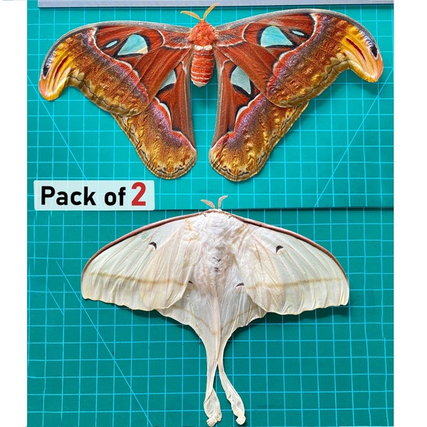 Real Preserved Luna Moth Etsy