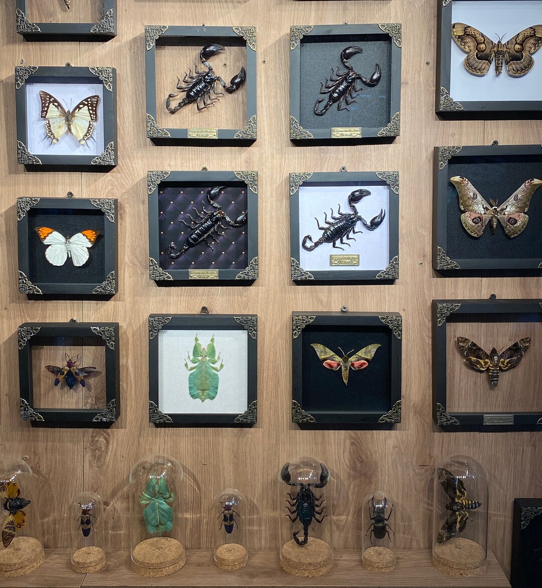 Scorpion Frame Black Wall Decor Shadow Box , Scorpion Dome Display ...