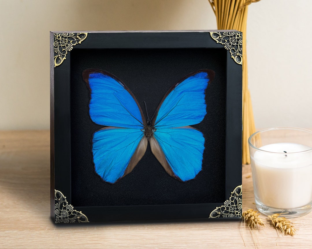 Real Framed Morpho Butterfly Shadow Box Insect Frame Dried Taxidermy ...
