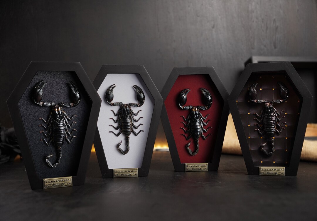 Real Scorpion Coffin Shadow Box, Black Gothic Hanging Decor, Insect ...