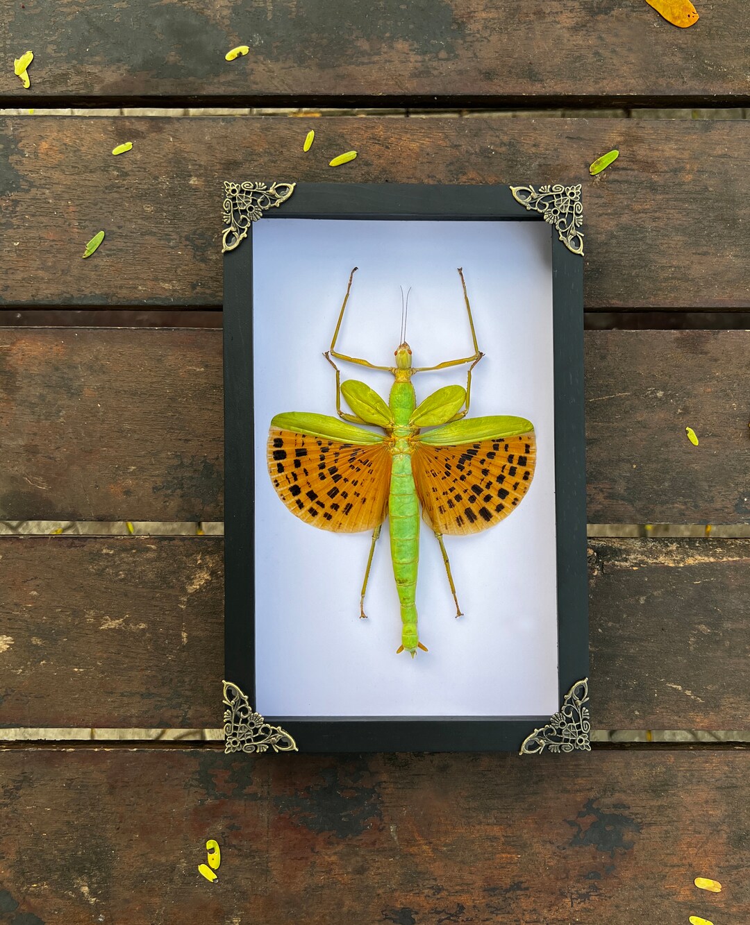 Real Framed Giant Walking Stick Insect Shadow Box Preserved - Etsy