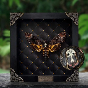 Real Framed Death Head Moth Acherontia, Dried Butterfly Skull Moth ...
