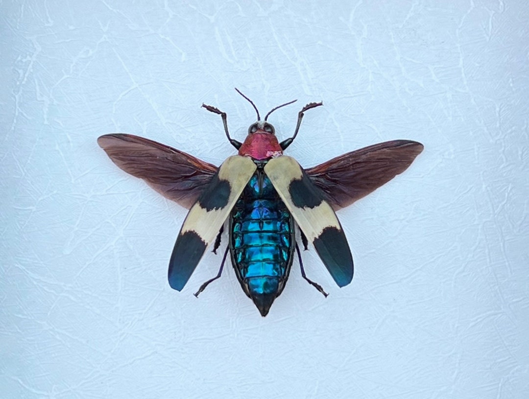 Real Chrysochroa Buqueti Beetle Taxadermy Pinned Dried Insect Specimens ...