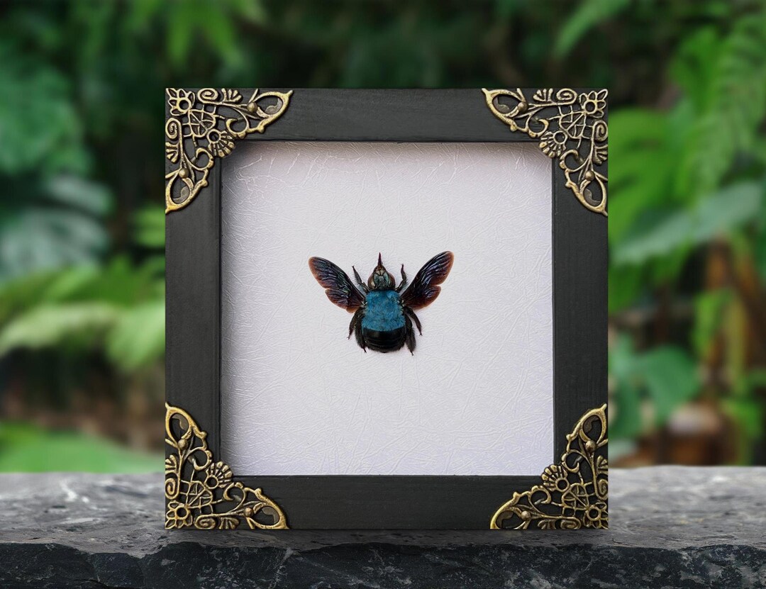 Real Framed Blue Carpenter Bee Handmade Shadow Box Insect Frame Beetle ...