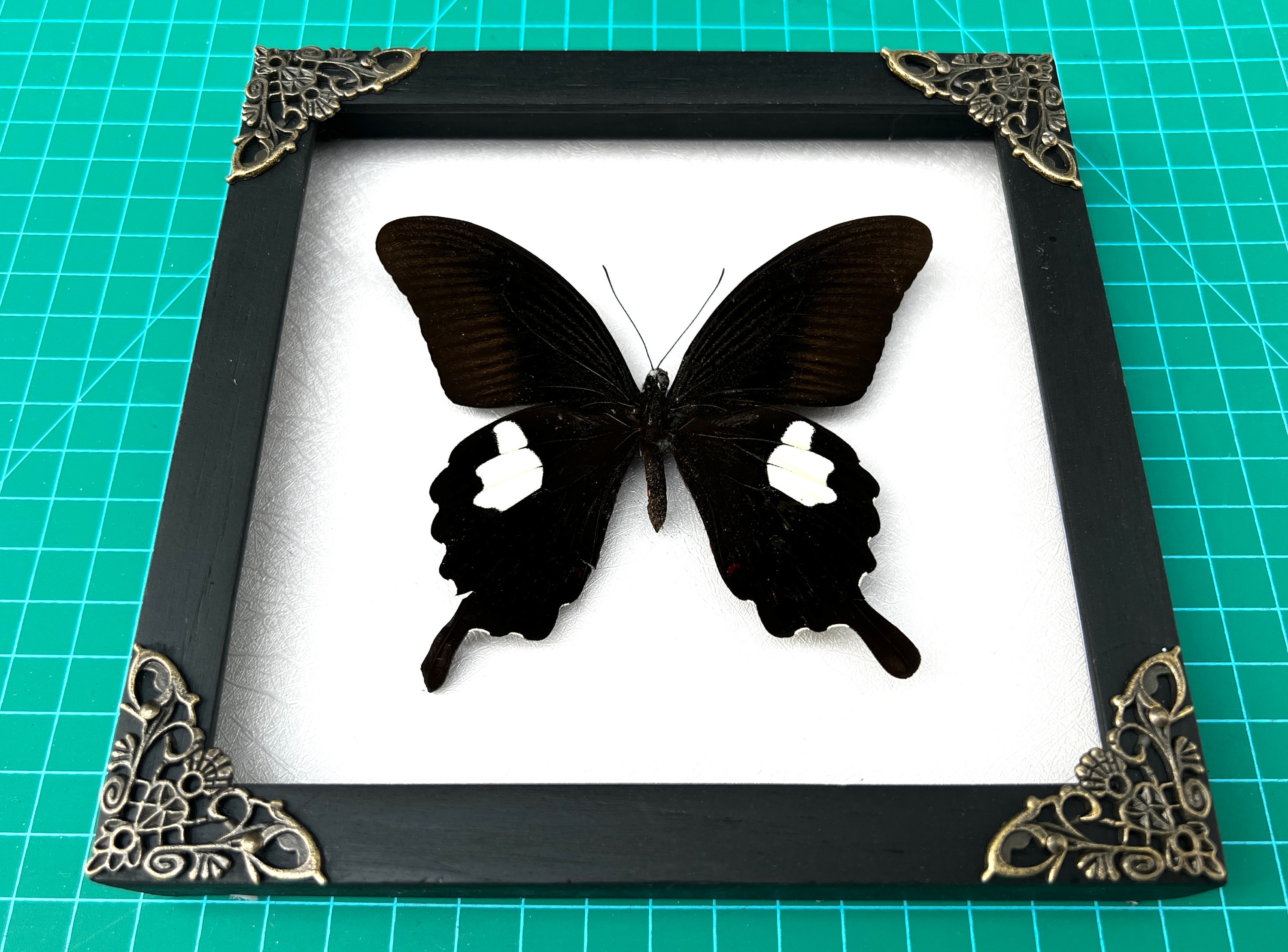 Real Framed Butterfly Shadow Box Dried Insect Frame Dead Taxidermy ...