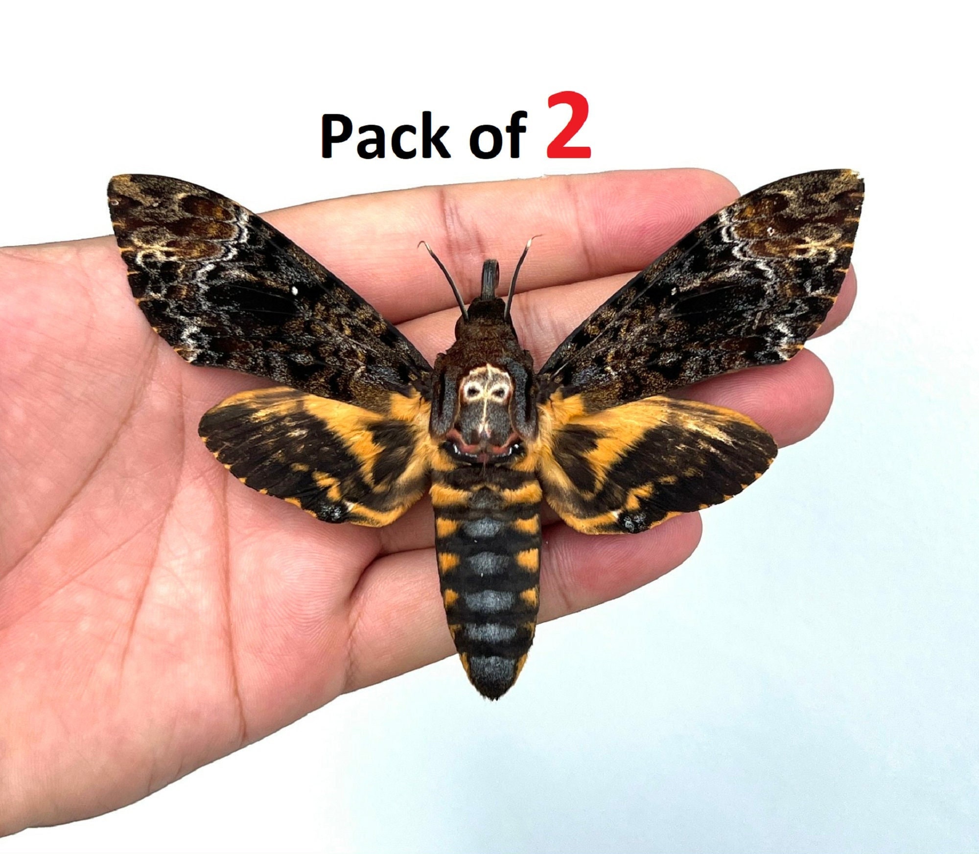 Death Head Moth