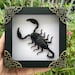 Scorpion Frame Taxedermy Black Wall Decor Gothic Artwork, Preserve ...