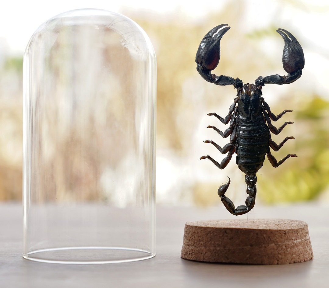 Taxidermie Entomologie Natural Scorpion Decor,giant Scorpion in Glass ...