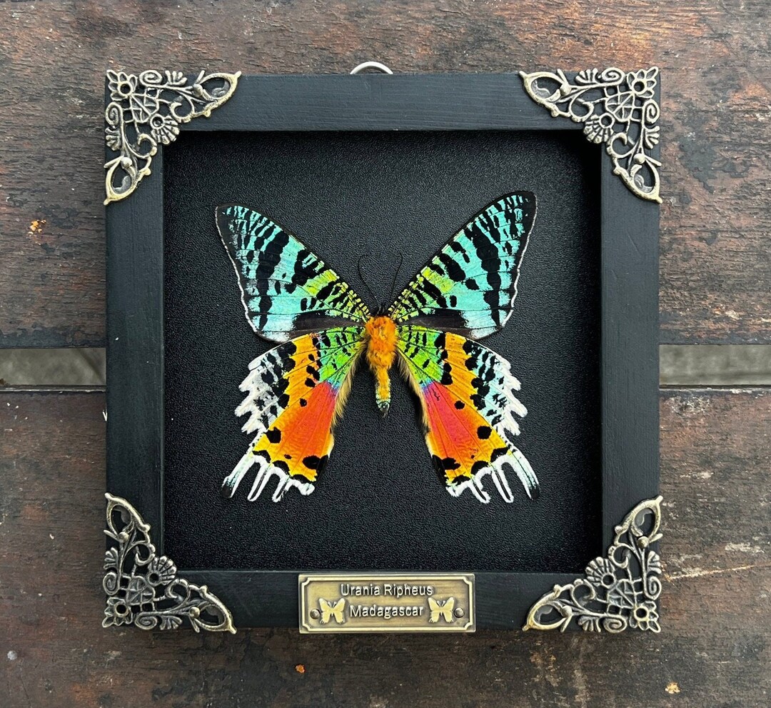 Real Framed Butterfly Sunset Moth Urania Ripheus Dried Insect Frame ...