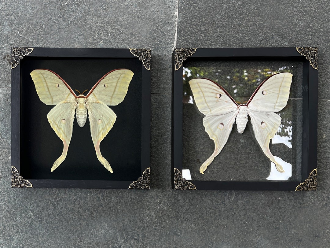 Real Framed Giant Actias Luna Moth Insect Dried Butterfly Oddities