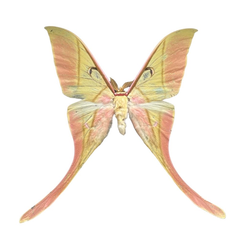 Large Framed Moth Mounted - Etsy