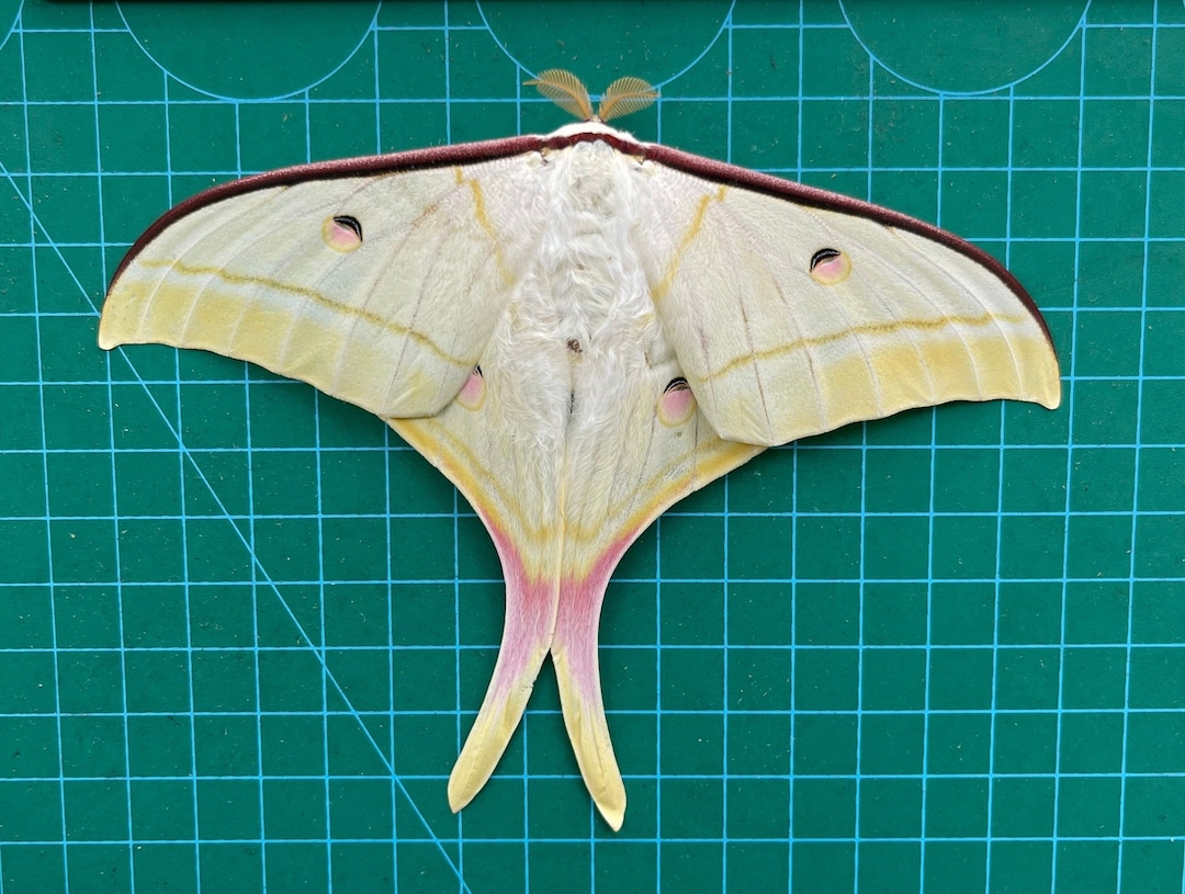 Real Male Luna Moth 5'' Taxidermy Open Wings Insect Entomology Mounted ...