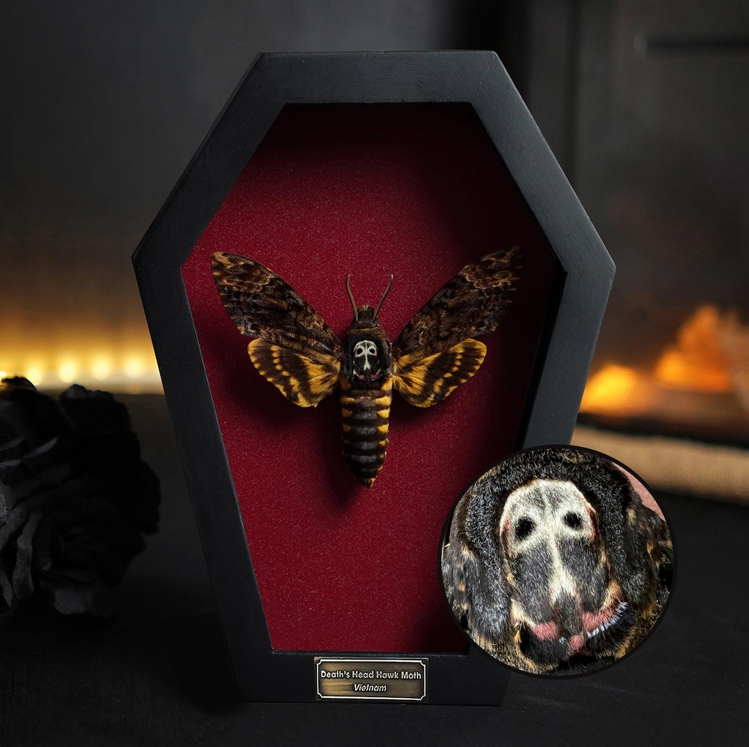 Real Death Head Moth Acherontia Coffin Frame, Black Gothic Hanging ...