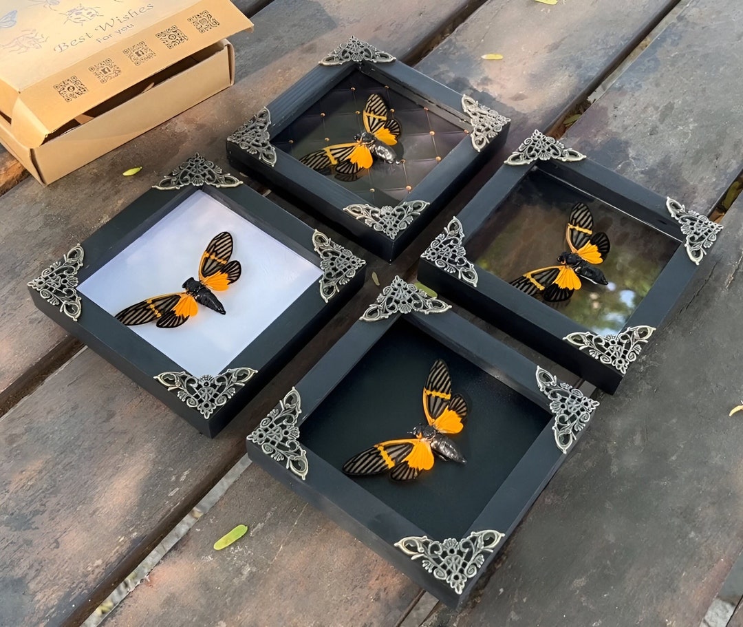 Cicada Real Wall Hanging Cicadoidea Mounted Insect Shadow Box Goth ...