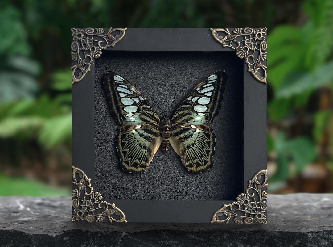 Real Framed Butterfly Dried Insect Handmade Shadow Box Oddities Bug ...