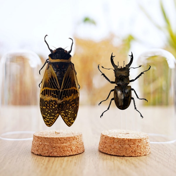 Bell Jar Taxidermy - Etsy