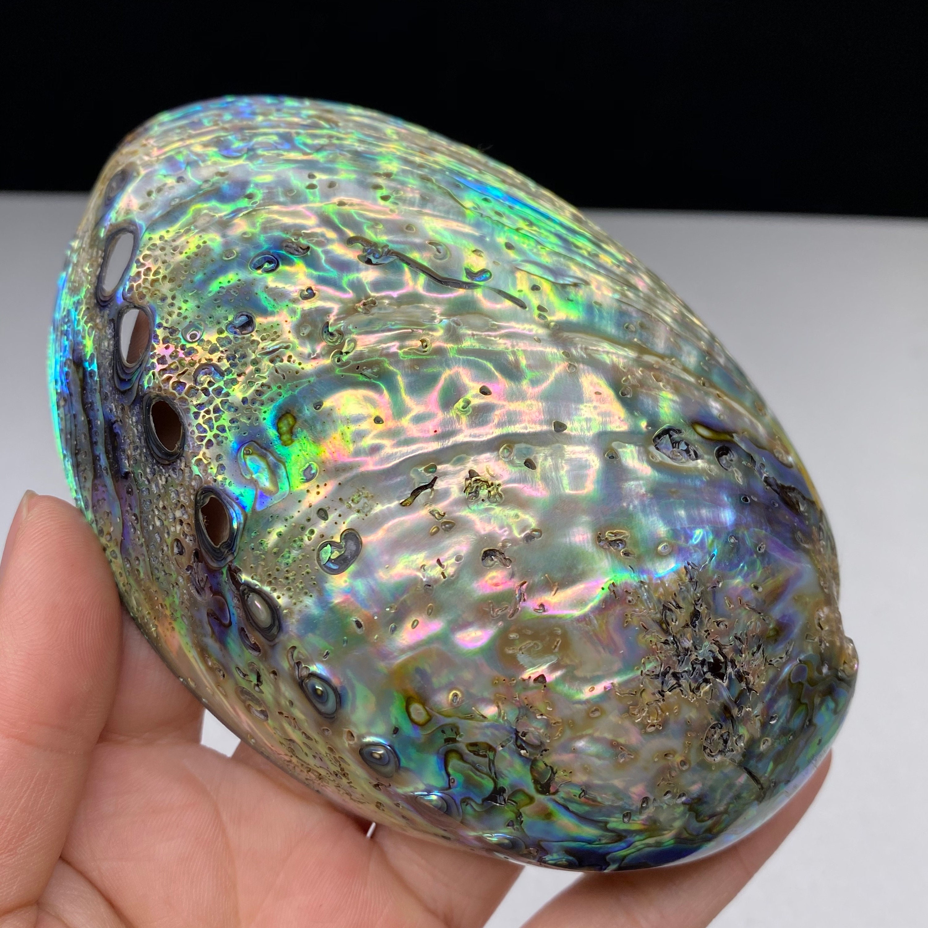 Beautiful big ablone shell New Zealand abalone shell polished | Etsy