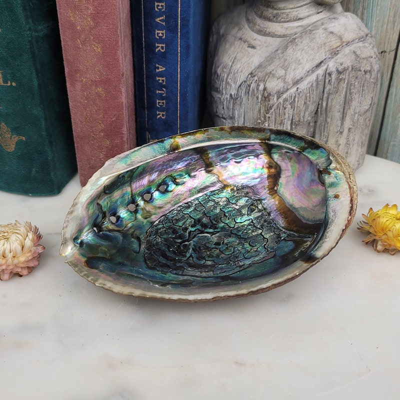 Abalone - Etsy