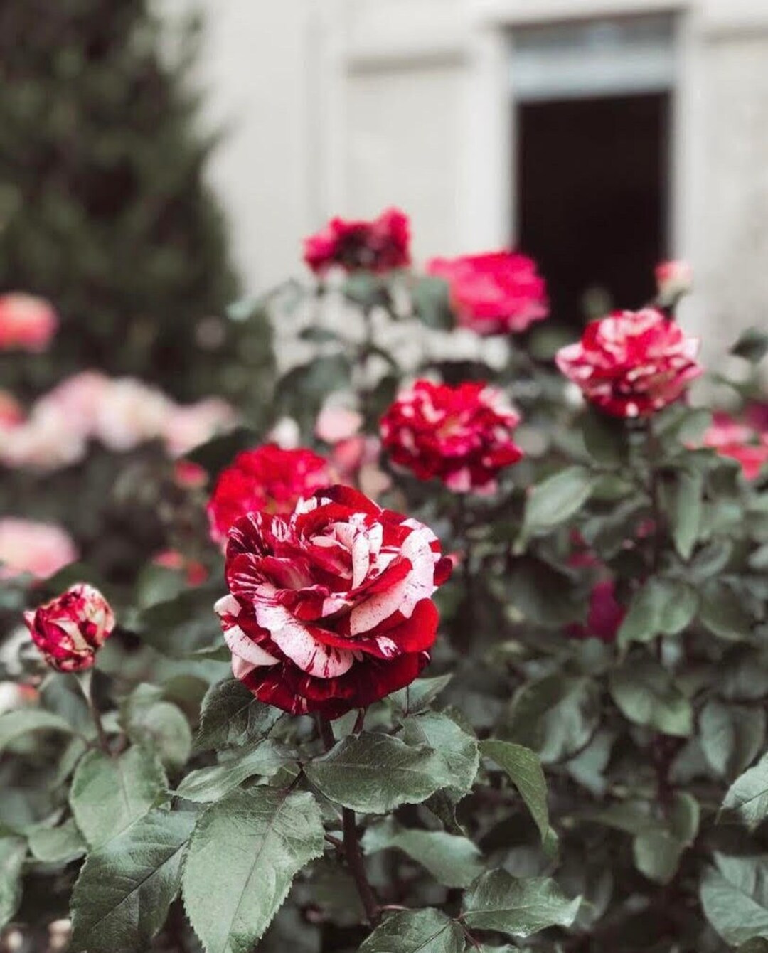 PHOTO of Speckled White and Red Roses - Etsy