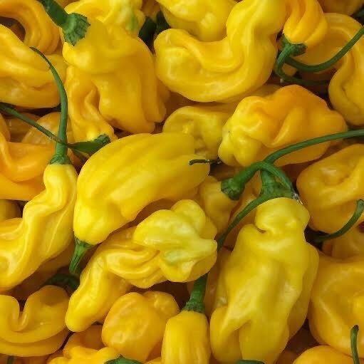 Madame Jeanette Suriname 10 Kwaliteitszaden - Hete Chili Peper - Etsy ...