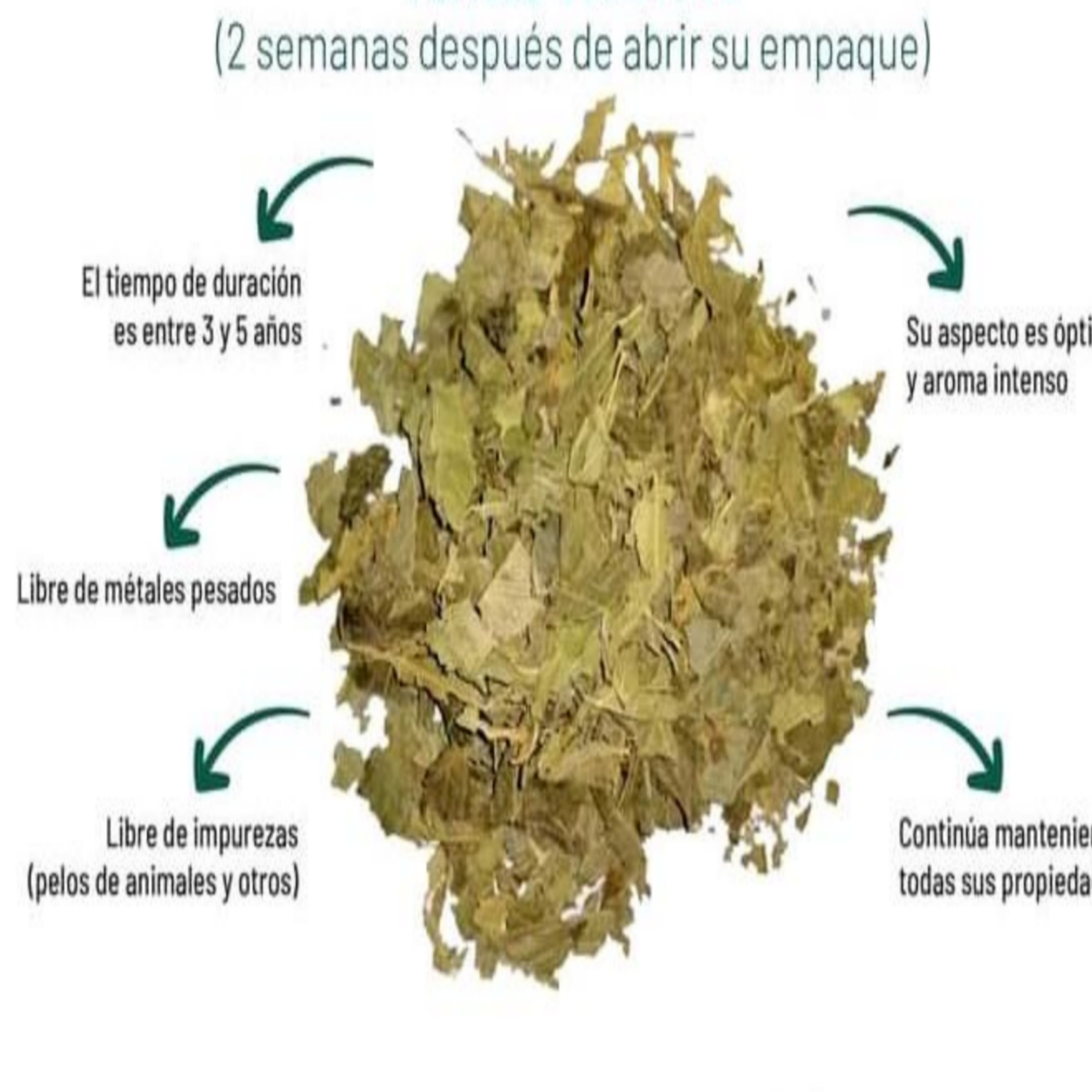 400 Leaves of Matico Infusion Tea Soldier's - Etsy