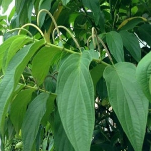 400 Matico Leaves, Tea Infusion Soldier's Herb-organic-hand-harvested ...