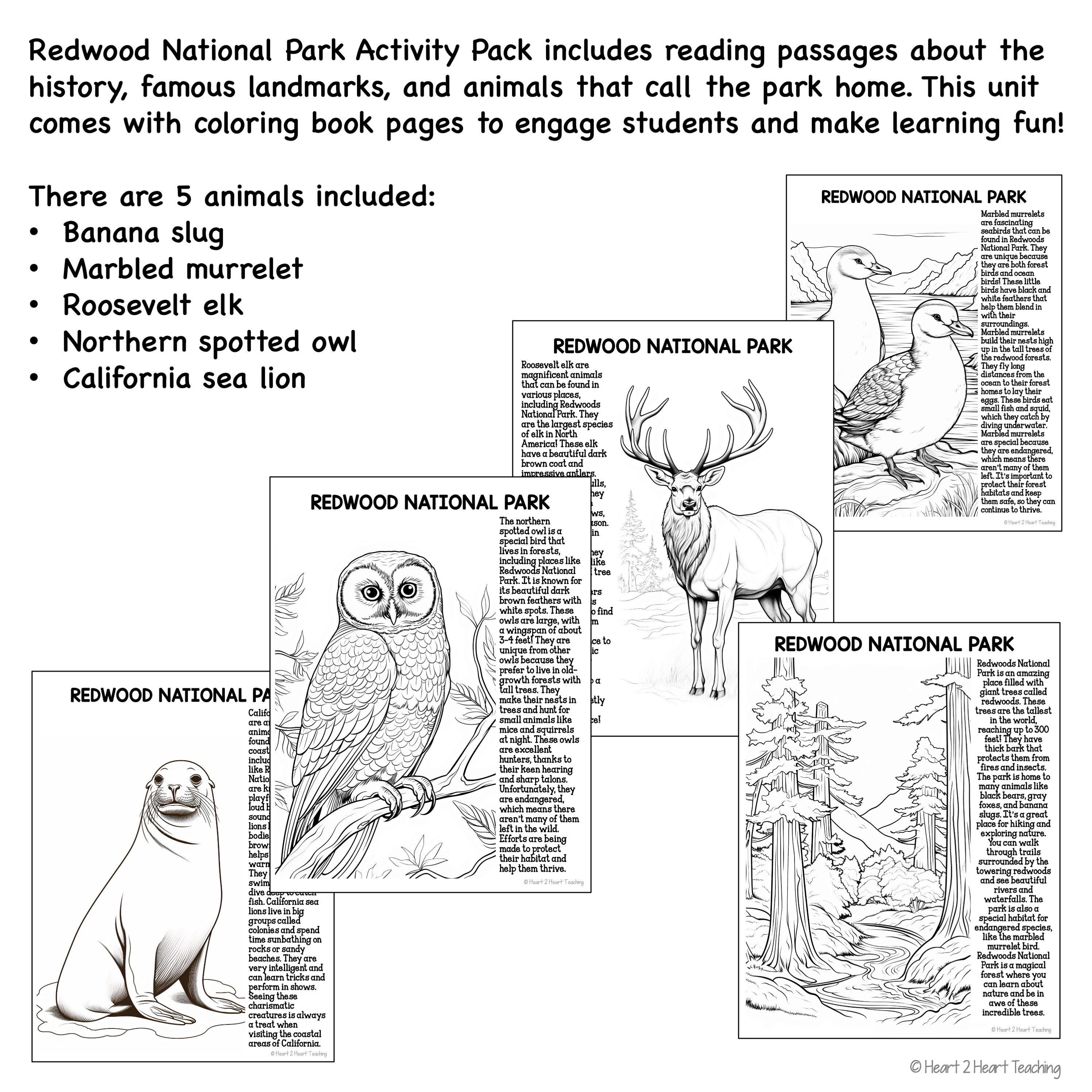 Redwood National Park Coloring Pages: Kids' Activity Book (digital ...