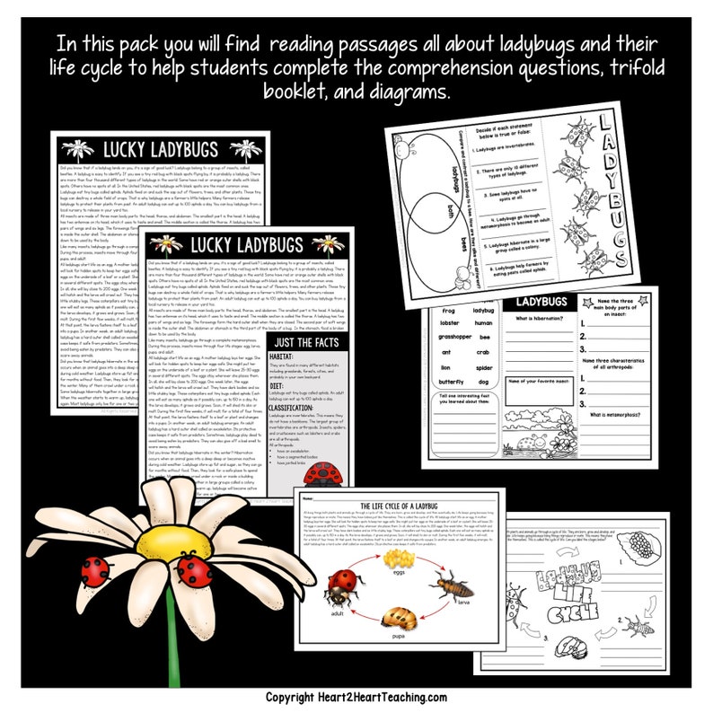 Ladybug Life Cycle Activity Pack: Craft & Worksheets (digital Download ...