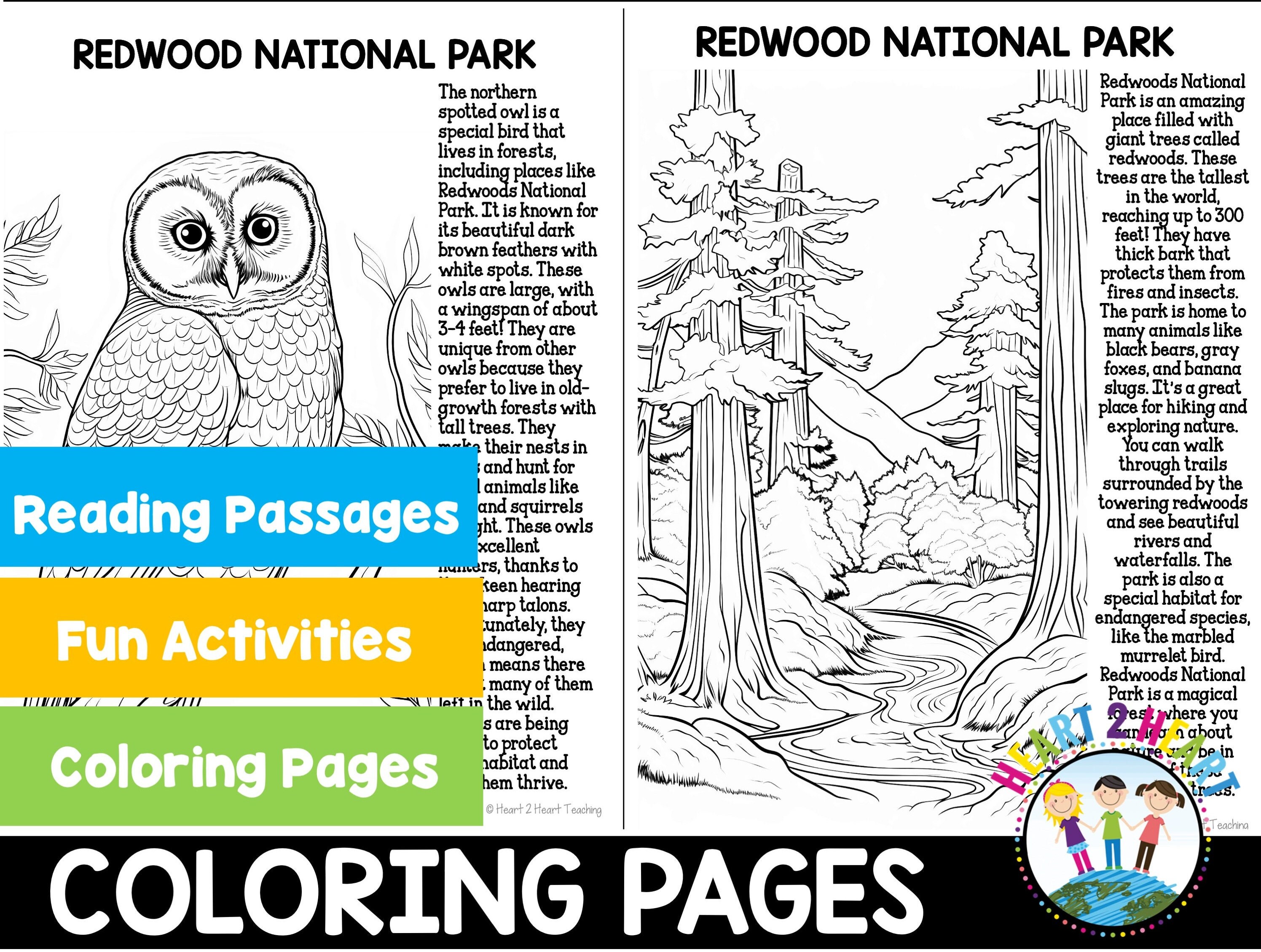 Redwood National Park Coloring Pages: Kids' Activity Book (digital ...