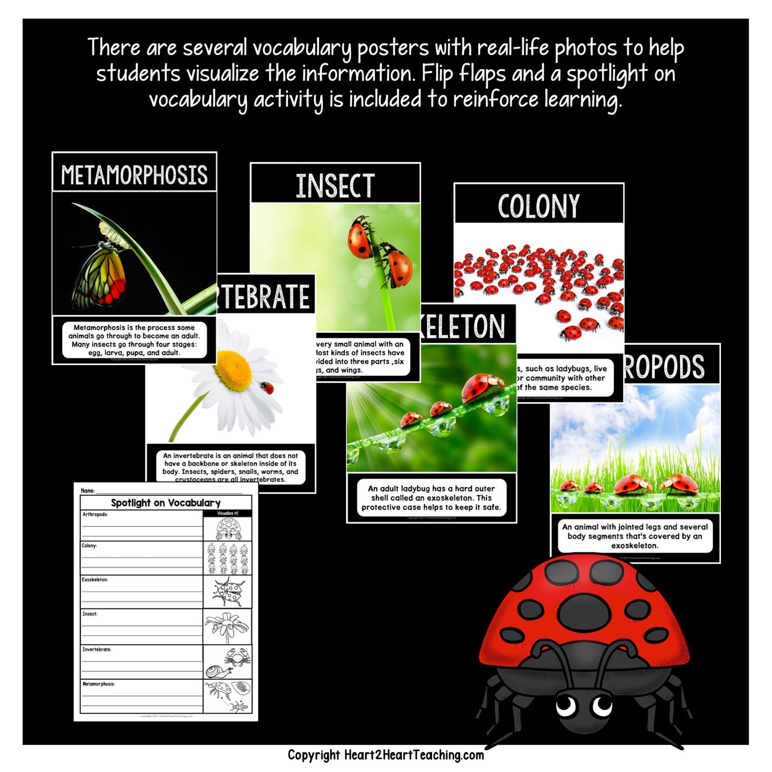Ladybug Life Cycle Activity Pack: Craft & Worksheets (digital Download ...