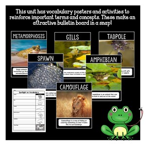 Frog Life Cycle Printable: Amphibians Unit Study (digital Download) - Etsy