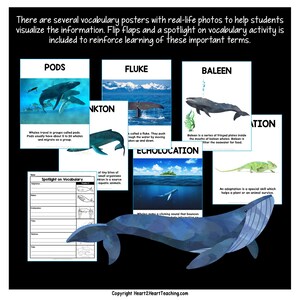 Whale Craft Project & Unit Study: Fun Whale Activities (digital ...