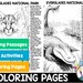 Everglades National Park Coloring Pages: Florida Animals Activity ...