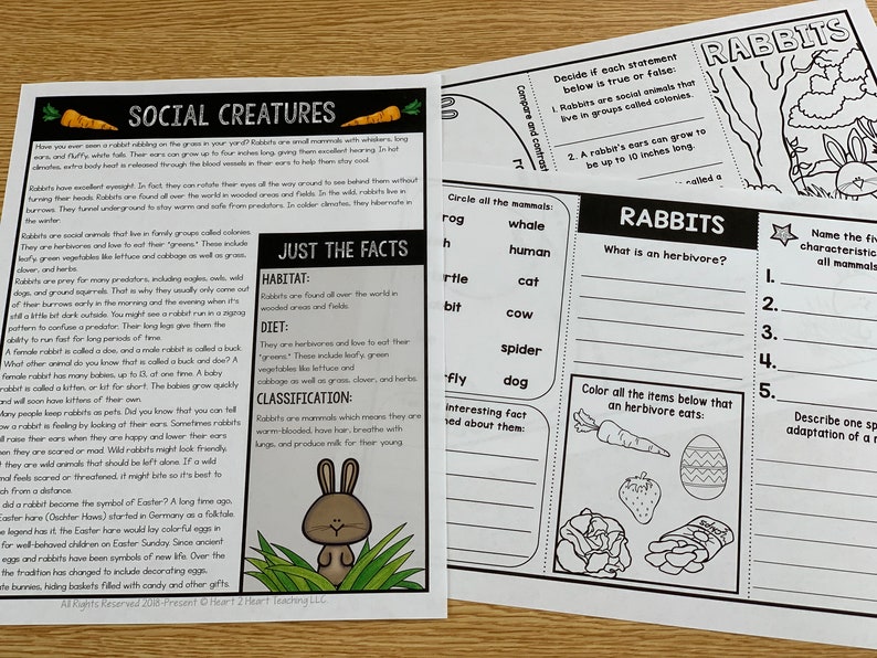 Rabbits Activity for Kids Make a Bunny Craft Project Rabbit Unit Study ...