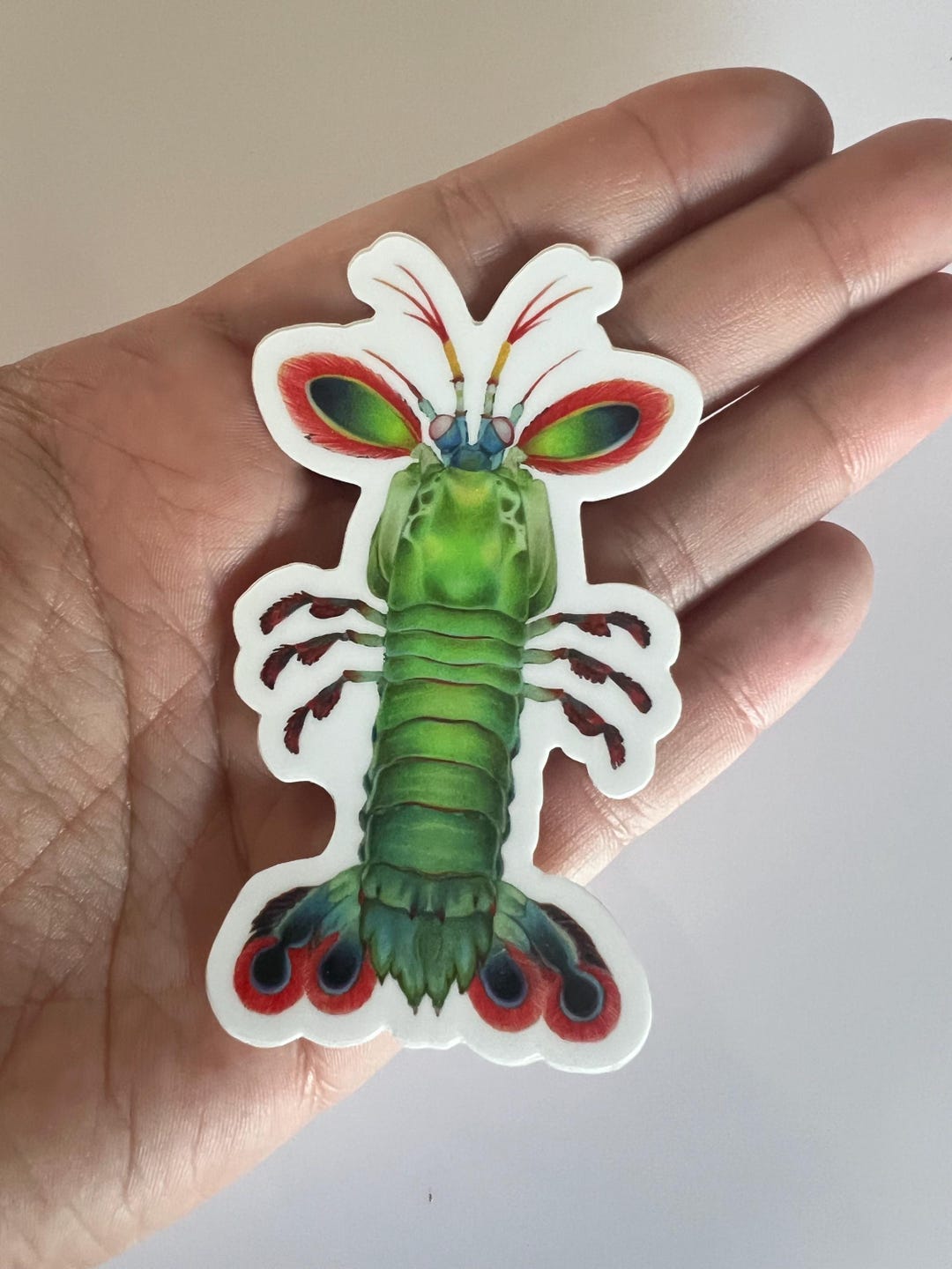 Mantis Shrimp Sticker - Etsy