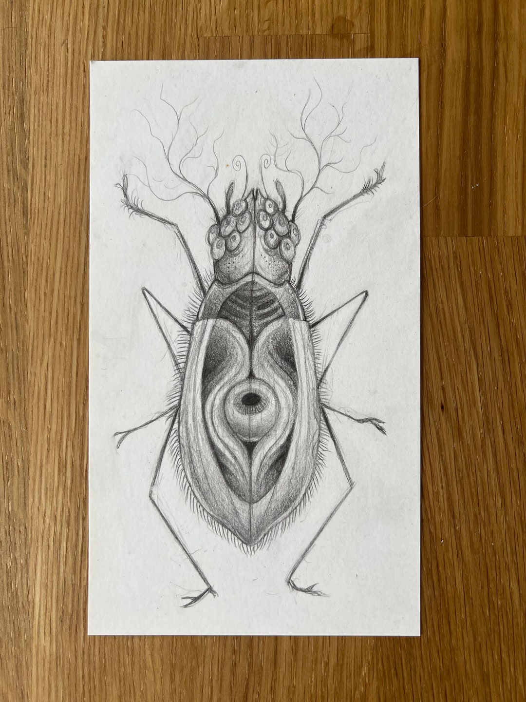 4x7 Pencil Bug Drawing - Etsy UK