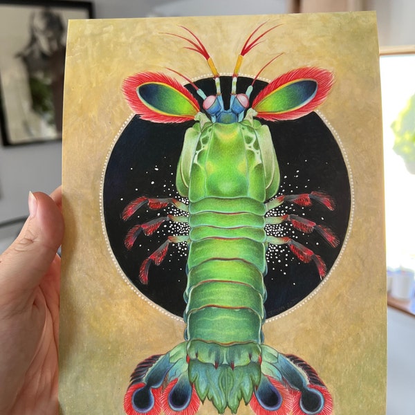 Mantis Shrimp - Etsy