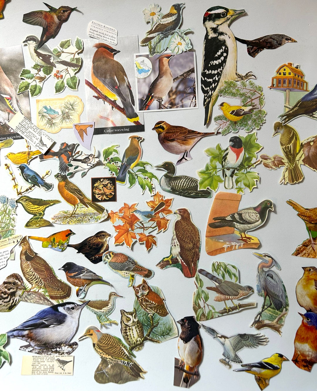 Vintage Bird Ephemera Set for Journals & Gifts - 25 Book Picture Cut ...