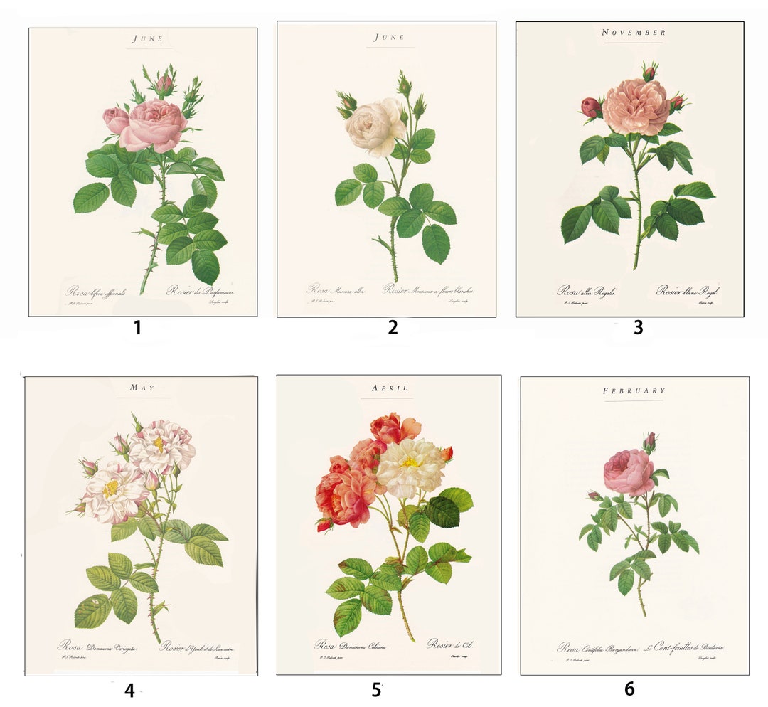 Botanical Prints With Rose Book Plates for Wall Art and Scrapbooking - Etsy