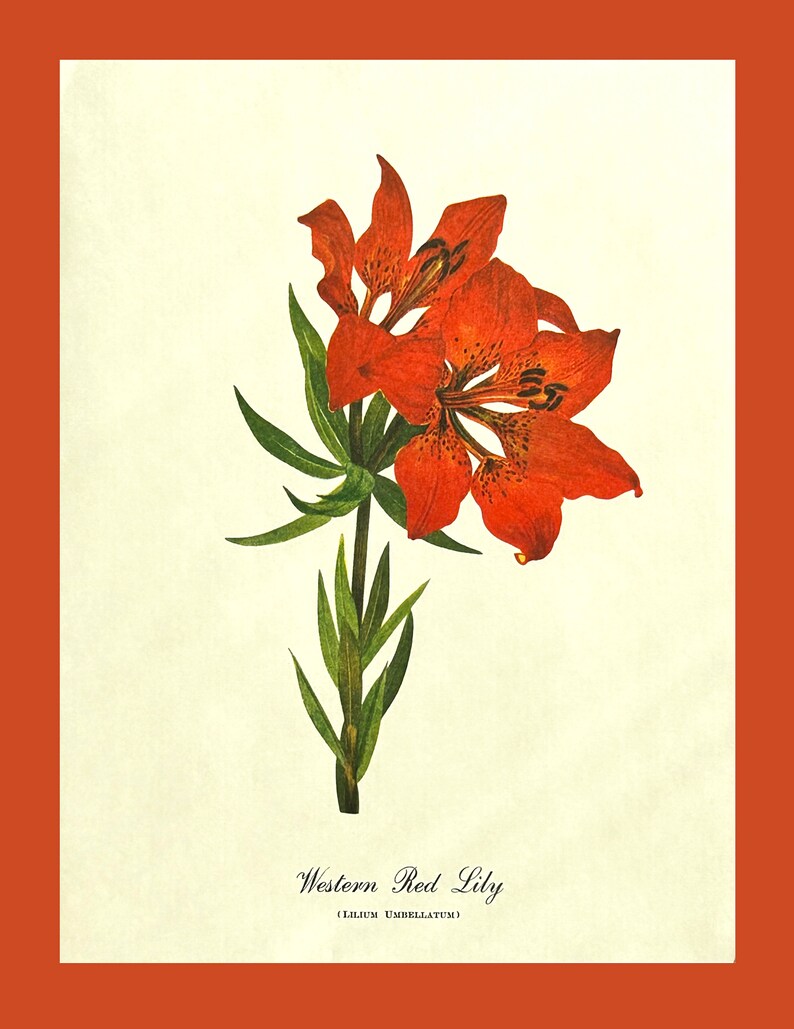 Western Red Lily, Antique Botanical Print of Western Red Lily ...