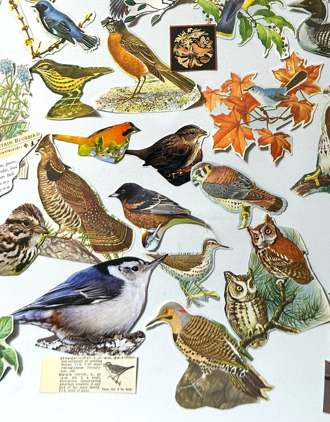 Bird Fussy Cut, 25 Cut Outs, Bird Ephemera, Bird Themed Gifts, Bird Old ...