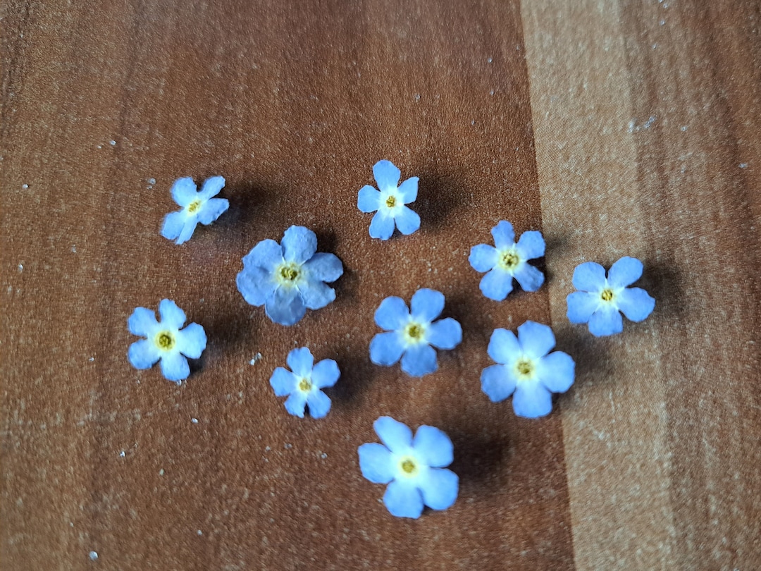25 Dried Forget-me-nots 2023 Dried Flowers Mini Flowers - Etsy