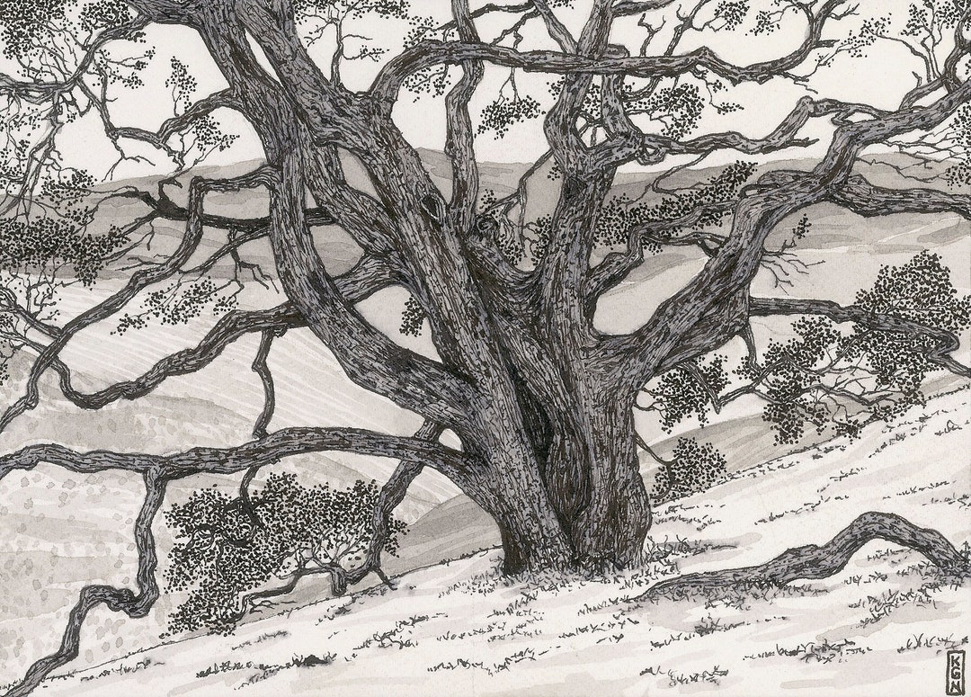 SCRAGGLY TREE is a Print of an Original Drawing of an Old Scraggley ...