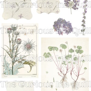 Vintage Botanical Printable Ephemera | 15 Page Pack | DIGITAL Download ...