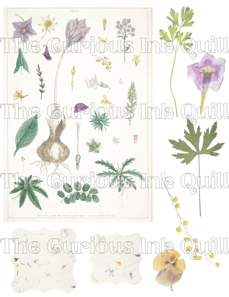 Vintage Botanical Printable Ephemera | 15 Page Pack | DIGITAL Download ...