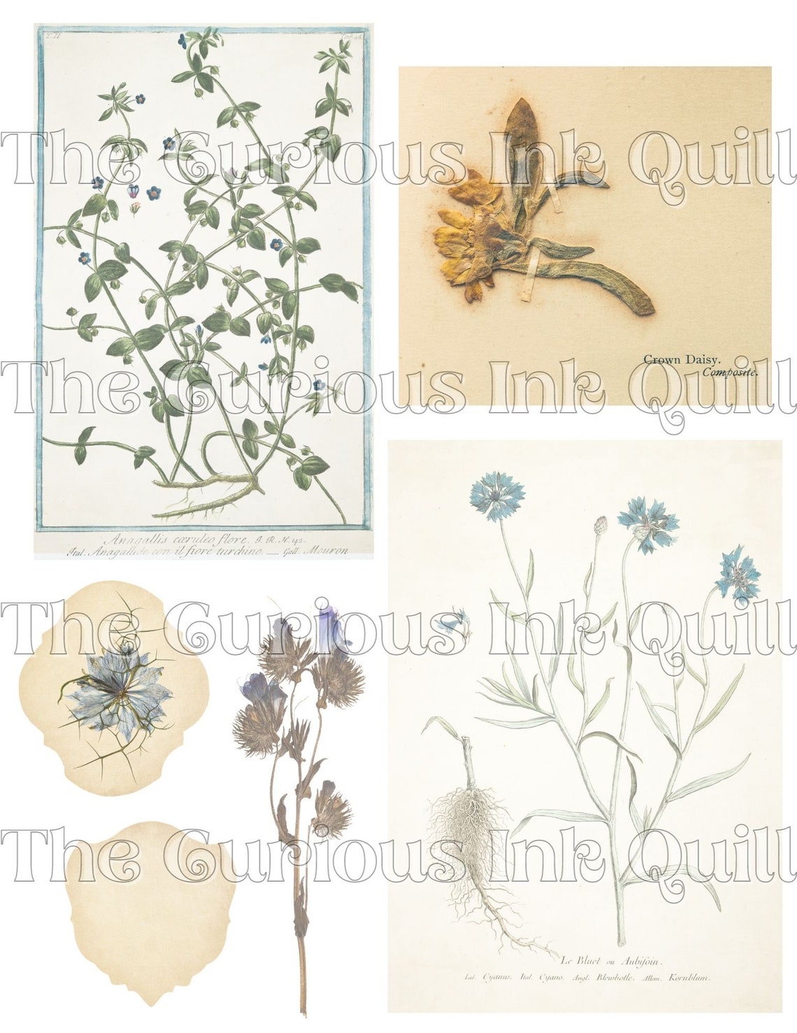 Vintage Botanical Printable Ephemera | 15 Page Pack | DIGITAL Download ...