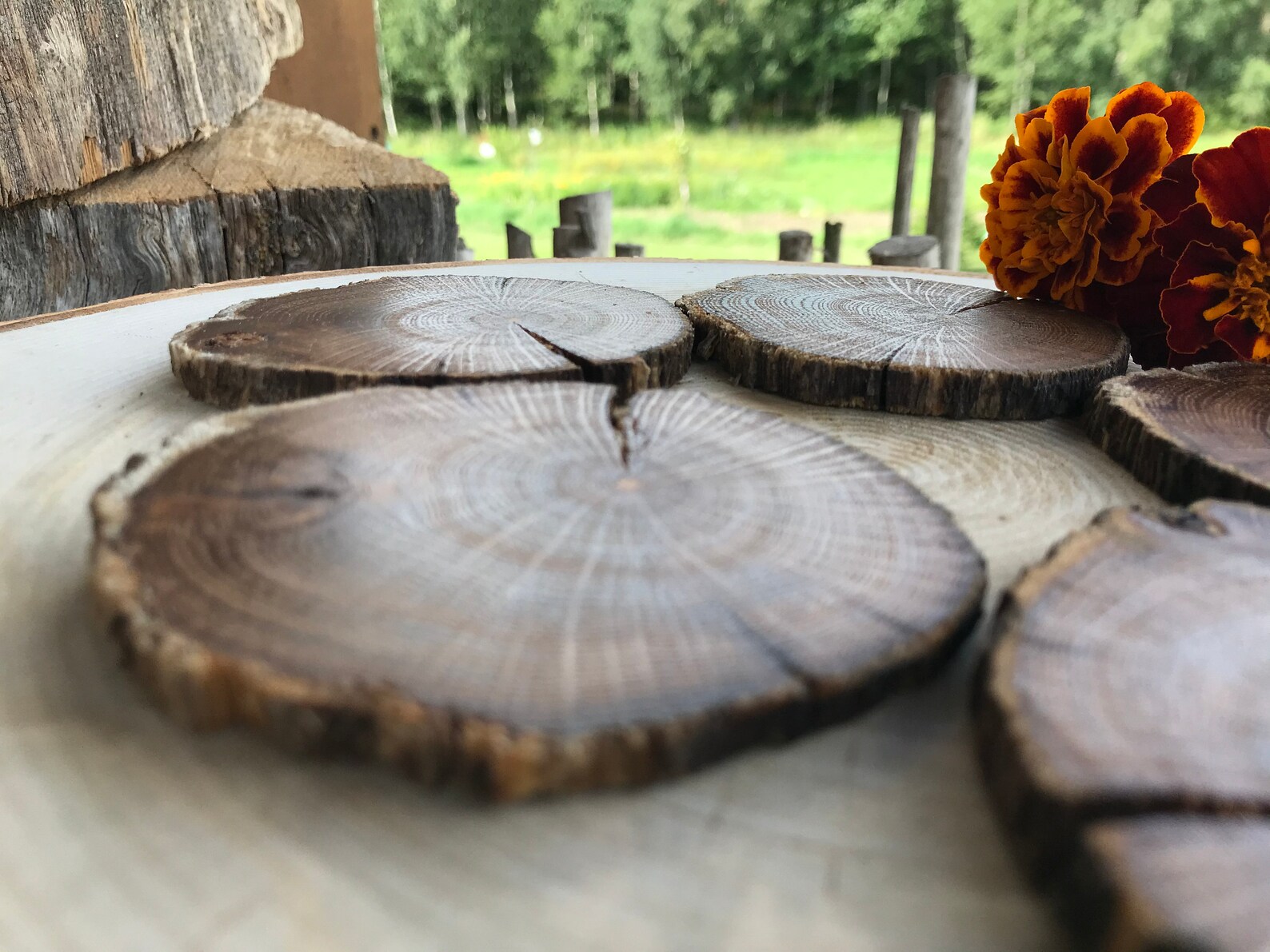 20 Oak Wood Slices. Rustic Wood Slices | Etsy UK