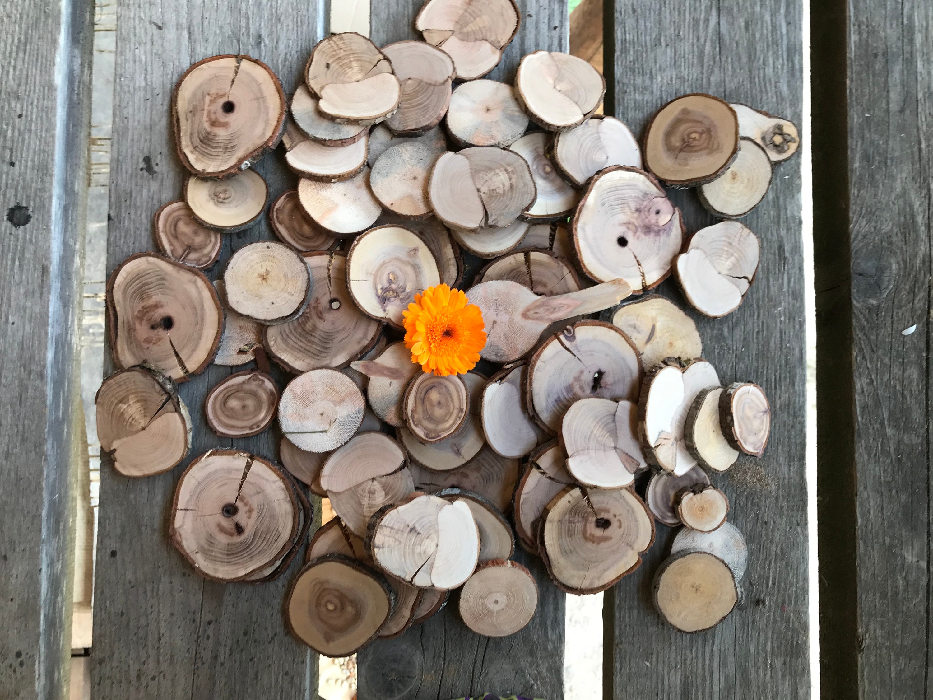 Set of 200 Various Sized Natural Wood Slices Natural Wood | Etsy