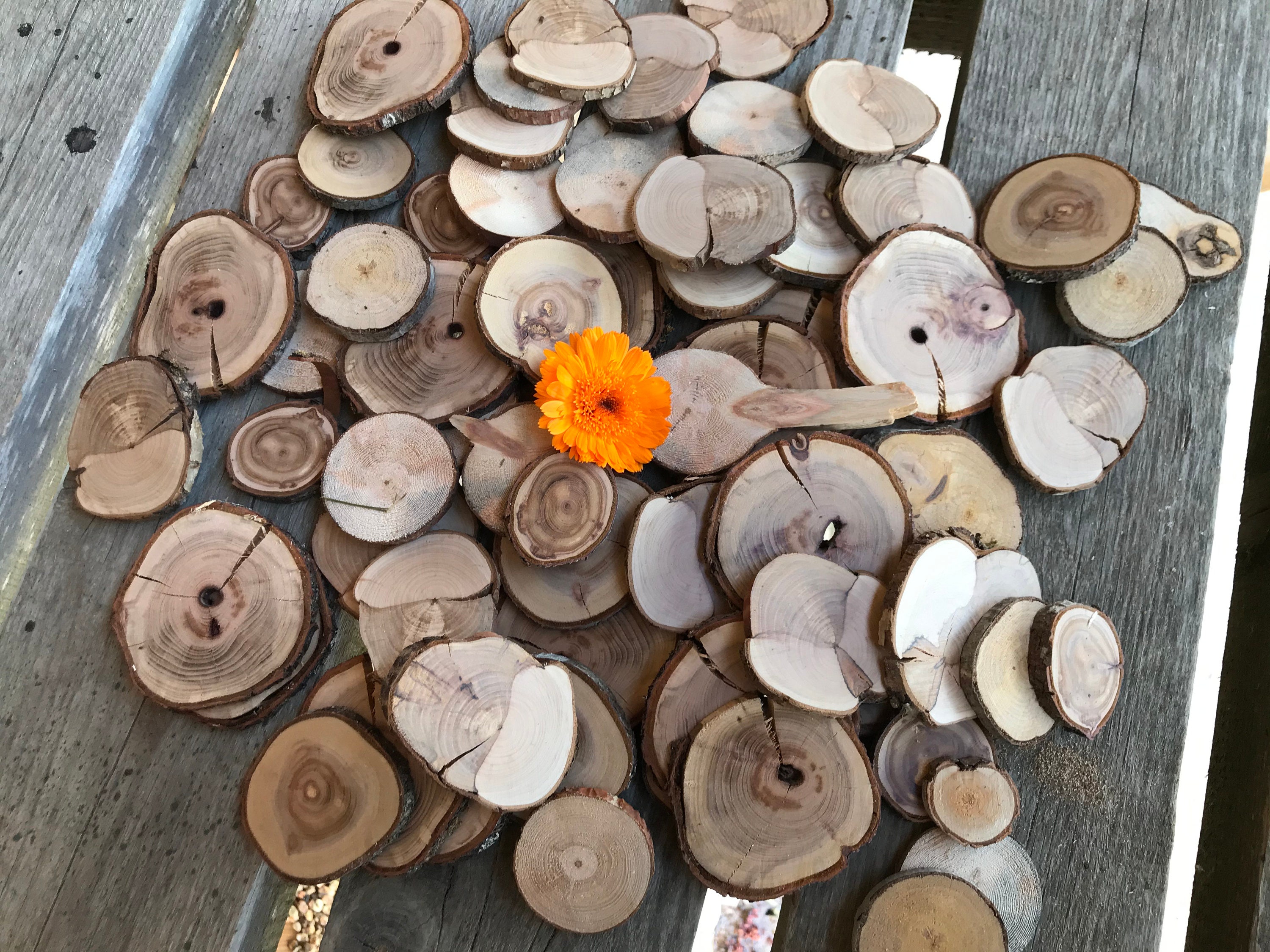 Set of 200 Various Sized Natural Wood Slices Natural Wood | Etsy